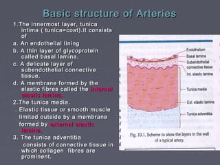 Histology of cardiovascular system | PPT