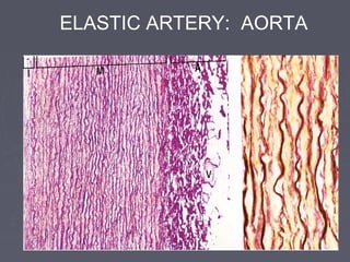 Histology of cardiovascular system | PPT