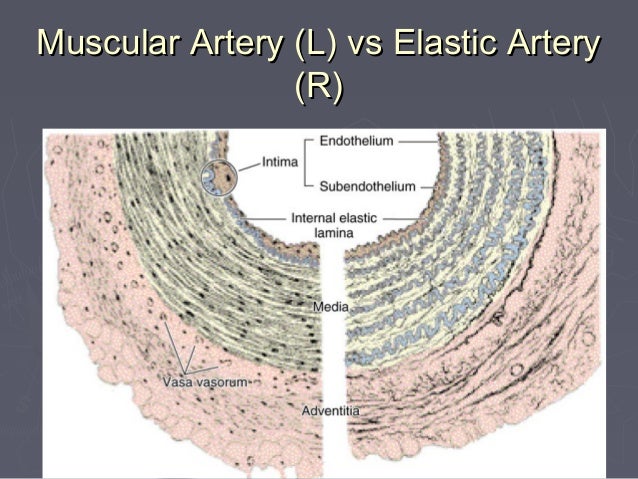 Histology of cardiovascular system