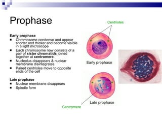 5.1 Mitosis | PPT