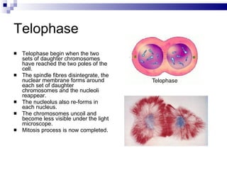 5.1 Mitosis | PPT