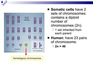 5.1 Mitosis | PPT