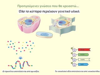 5.1 το γενετικό υλικό οργανώνεται σε χρωμοσώματα | PPT