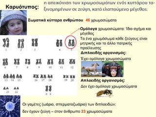 5.1 το γενετικό υλικό οργανώνεται σε χρωμοσώματα | PPT