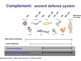 5-1. Review of complement system. Khadizha Emirova (eng) | PPTX