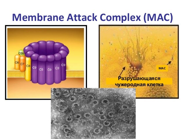 Complement Membrane Attack Slide