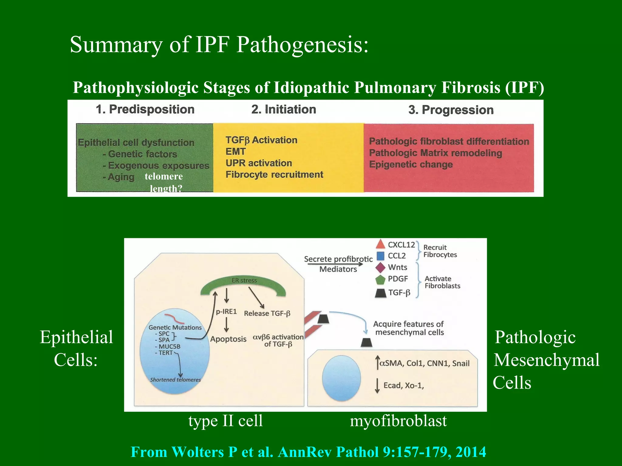 Idiopathic Pulmonary Fibrosis (IPF) | PPT