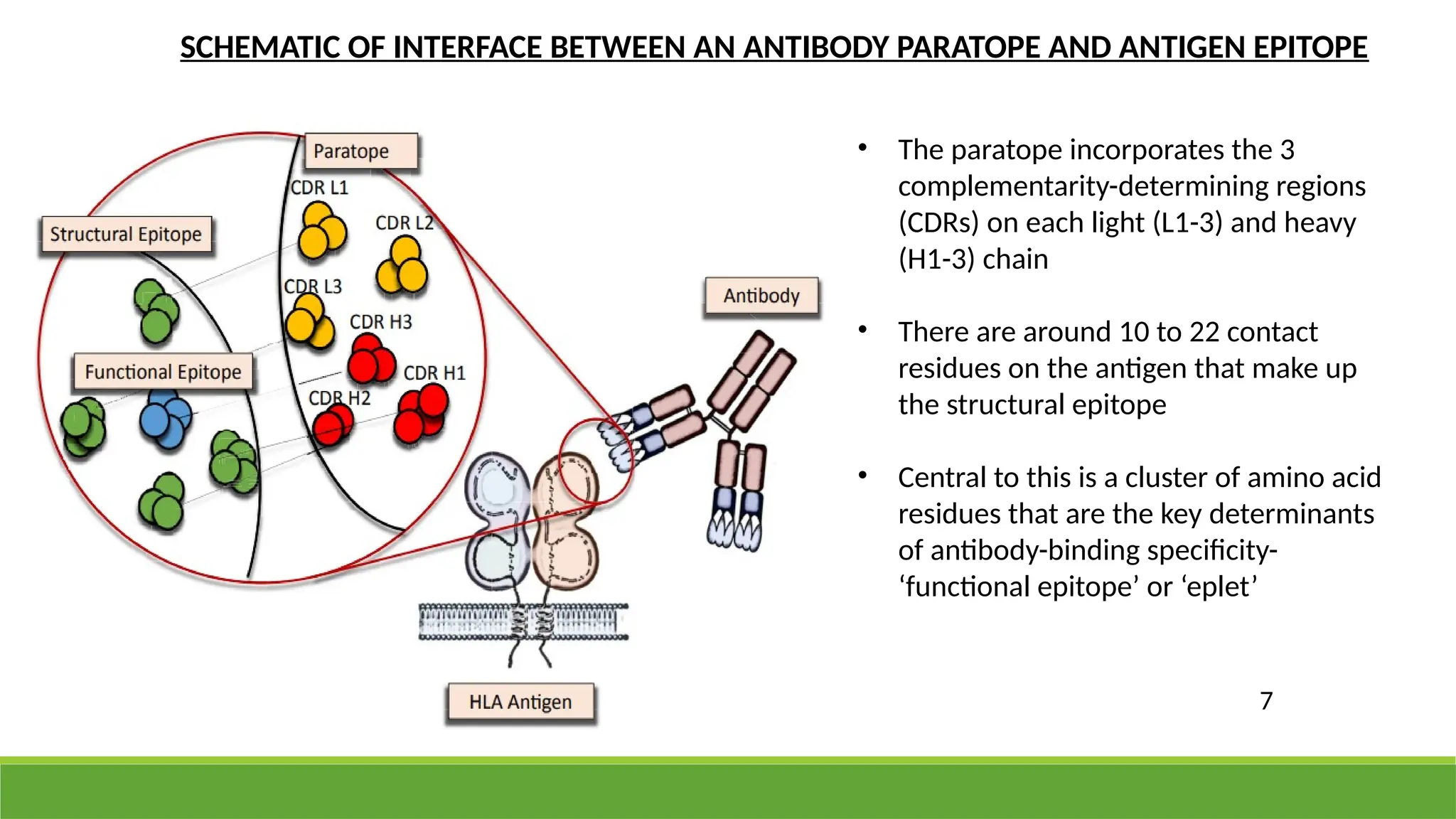 5-11-24 Epitope matching in renal transplantation.pptx
