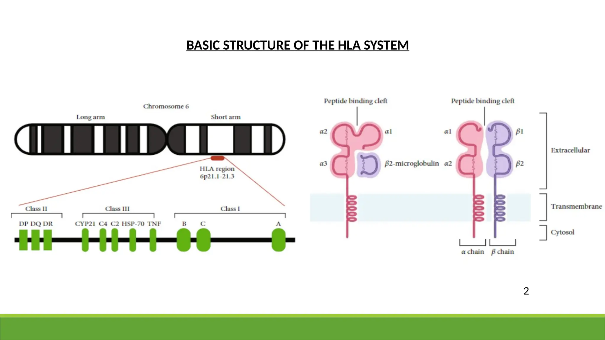 5-11-24 Epitope matching in renal transplantation.pptx
