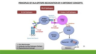 5-11-24 Epitope matching in renal transplantation.pptx
