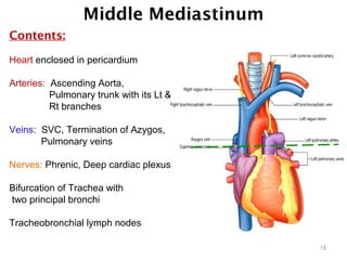 mediastinum | PPT