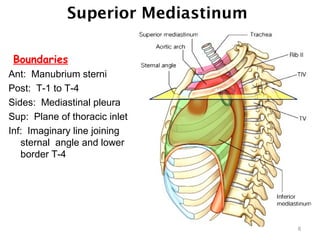 mediastinum | PPT