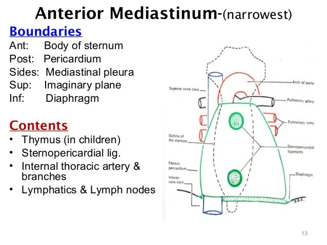 Superior Mediastinum Anatomy