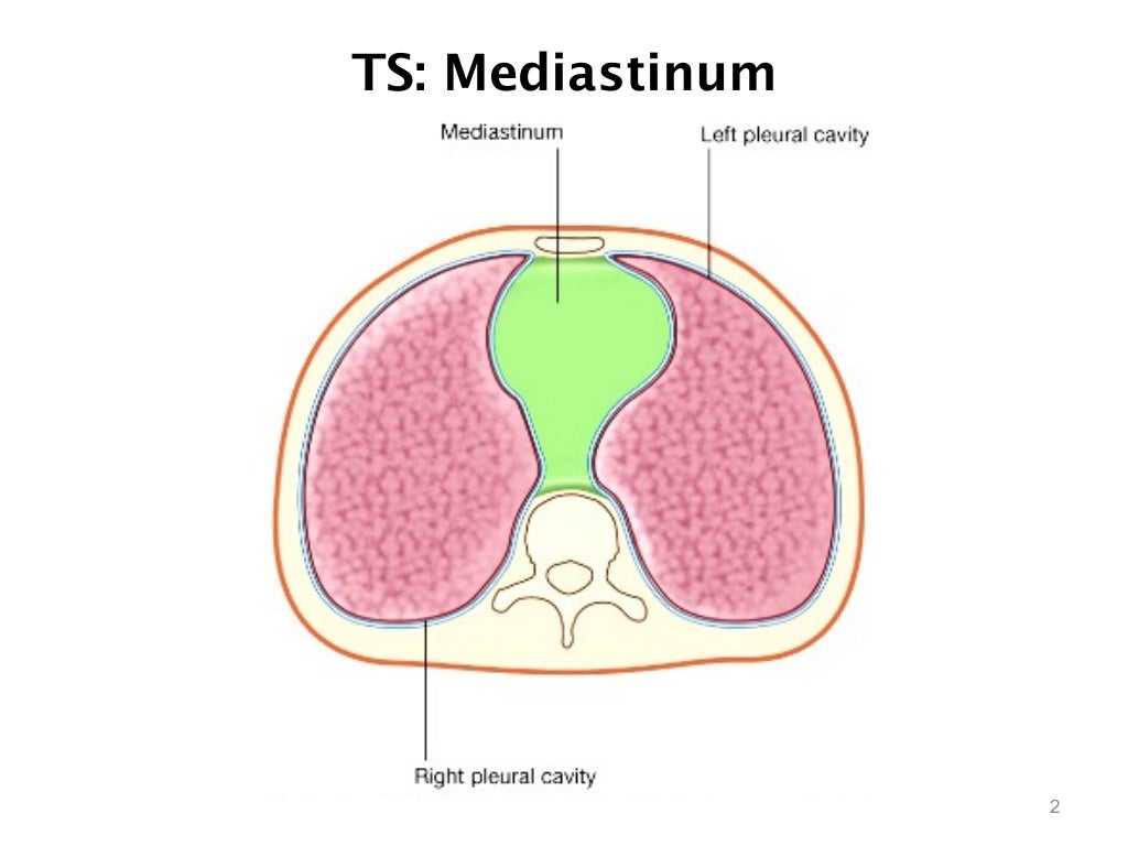 mediastinum