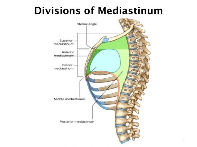 mediastinum
