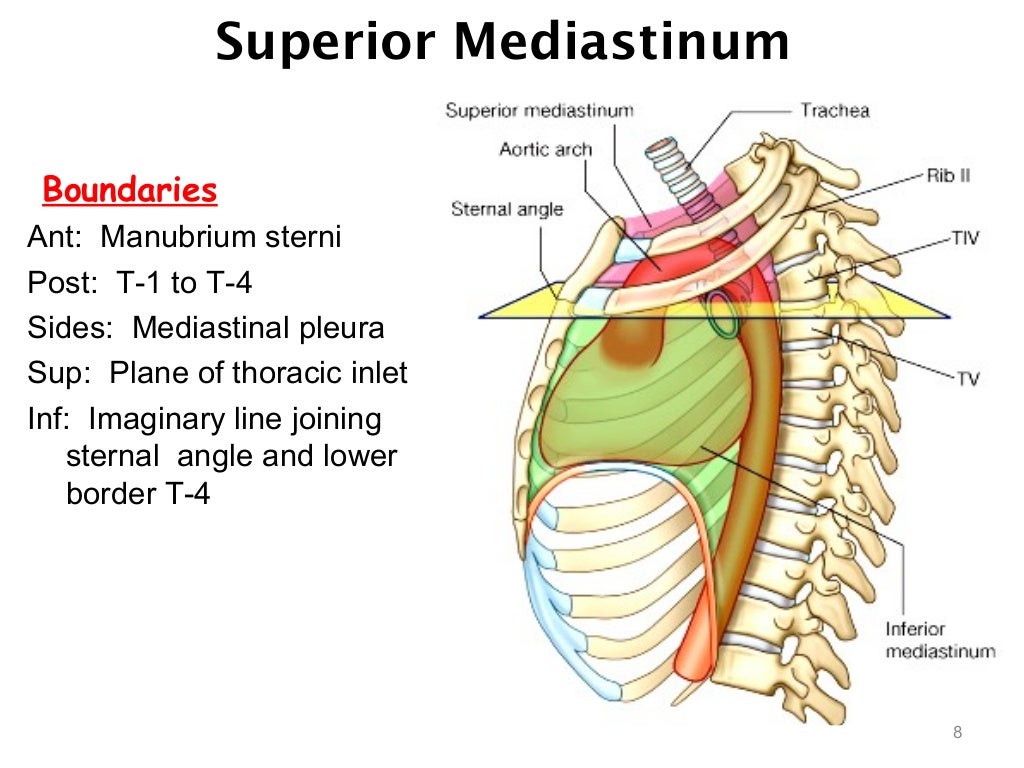 Anterior Mediastinum Anatomy