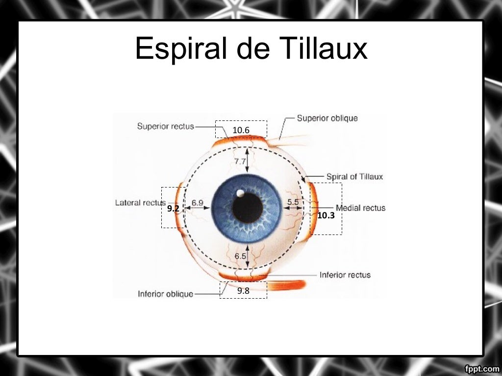 5. anatomia y fisiologia de los músculos extraoculares