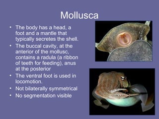 5.5 classification | PPT | Biological Sciences | Science