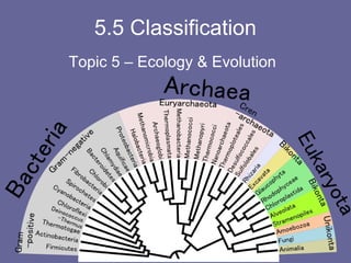 5.5 classification | PPT