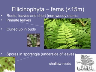 5.5 classification | PPT