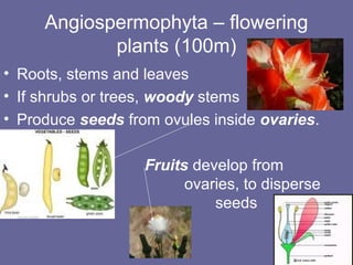 Phylum Angiospermophyta