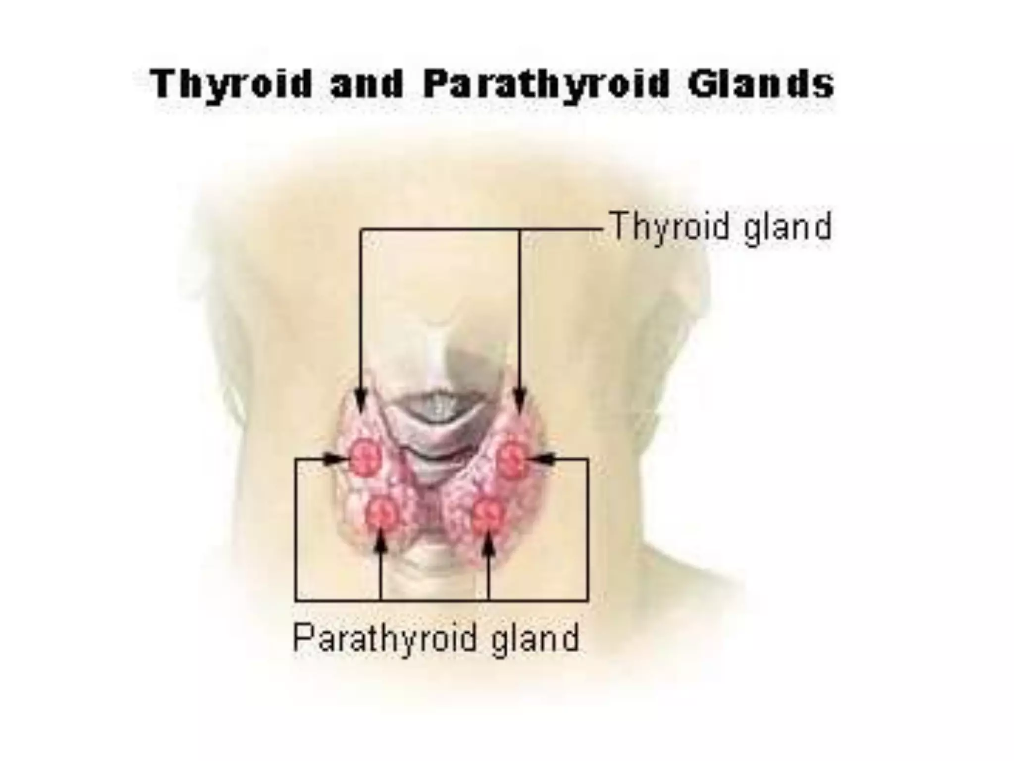anatomi dan fisiologis tiroid | PPTX