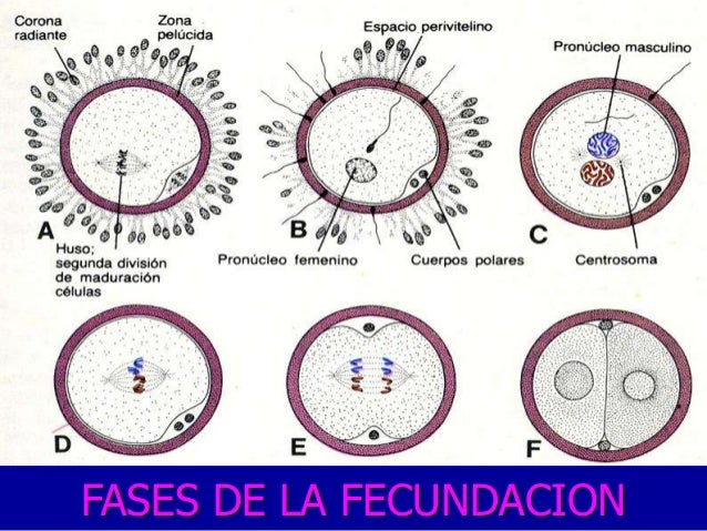 5. fecundacion