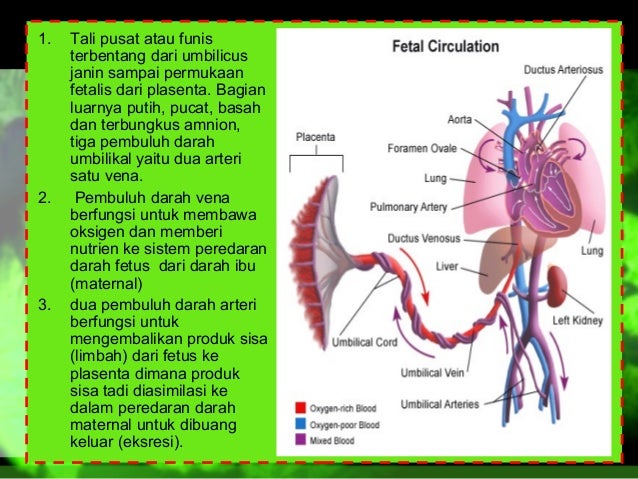 5. tumbang hasil konsepsi