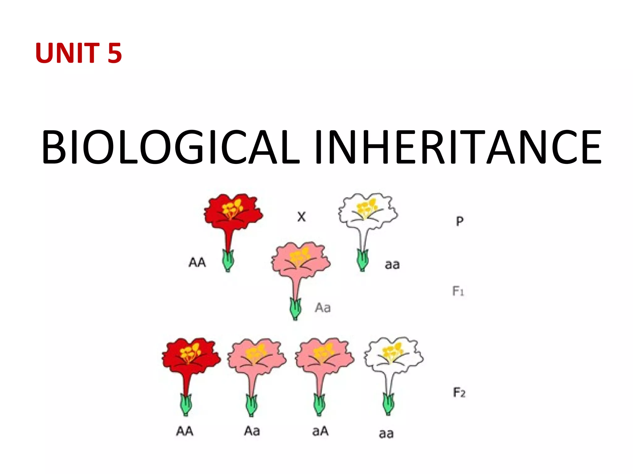 5.biological inheritance | PPT
