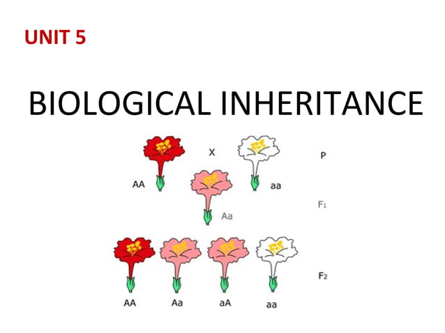5.biological inheritance | PPT
