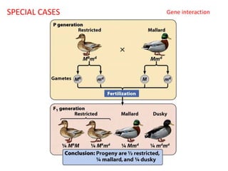 5.biological inheritance | PPT