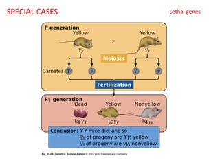 5.biological inheritance | PPT