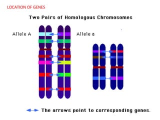 5.biological inheritance | PPT