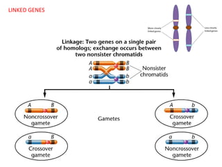 5.biological inheritance | PPT