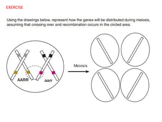 5.biological inheritance | PPT