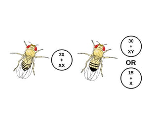 5.biological inheritance | PPT
