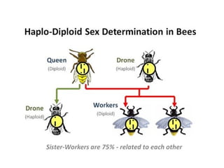 5.biological inheritance | PPT