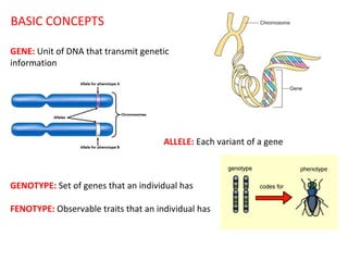 5.biological inheritance | PPT
