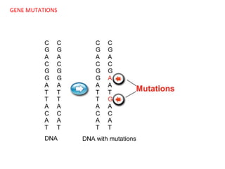 5.biological inheritance | PPT