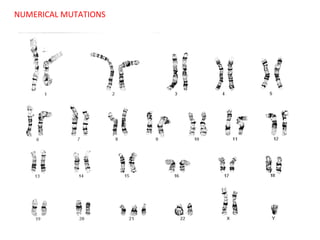 5.biological inheritance | PPT