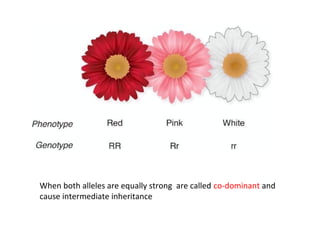 5.biological inheritance | PPT