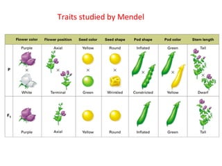 5.biological inheritance | PPT