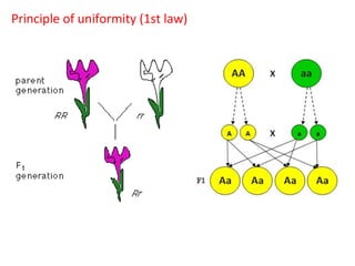 5.biological inheritance | PPT