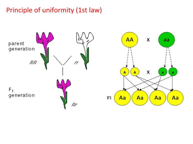 5.biological inheritance | PPT