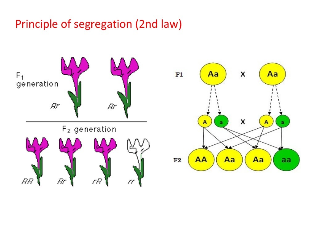 5.biological inheritance
