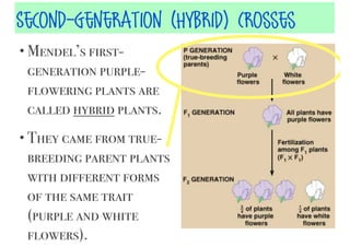 Mendel and his Peas | PDF