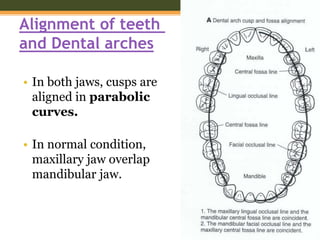tooth form and occlusion | PDF