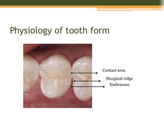 tooth form and occlusion | PDF