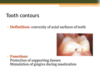 tooth form and occlusion | PDF