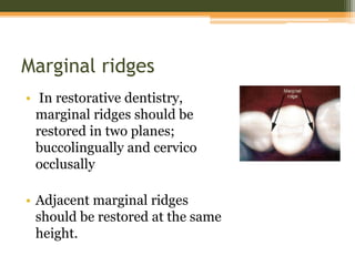 tooth form and occlusion | PDF